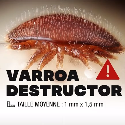 Le varroa destructor | Agriconnect