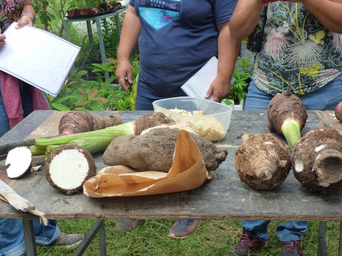 Journée technique sur la production de tubercules tropicaux en ...