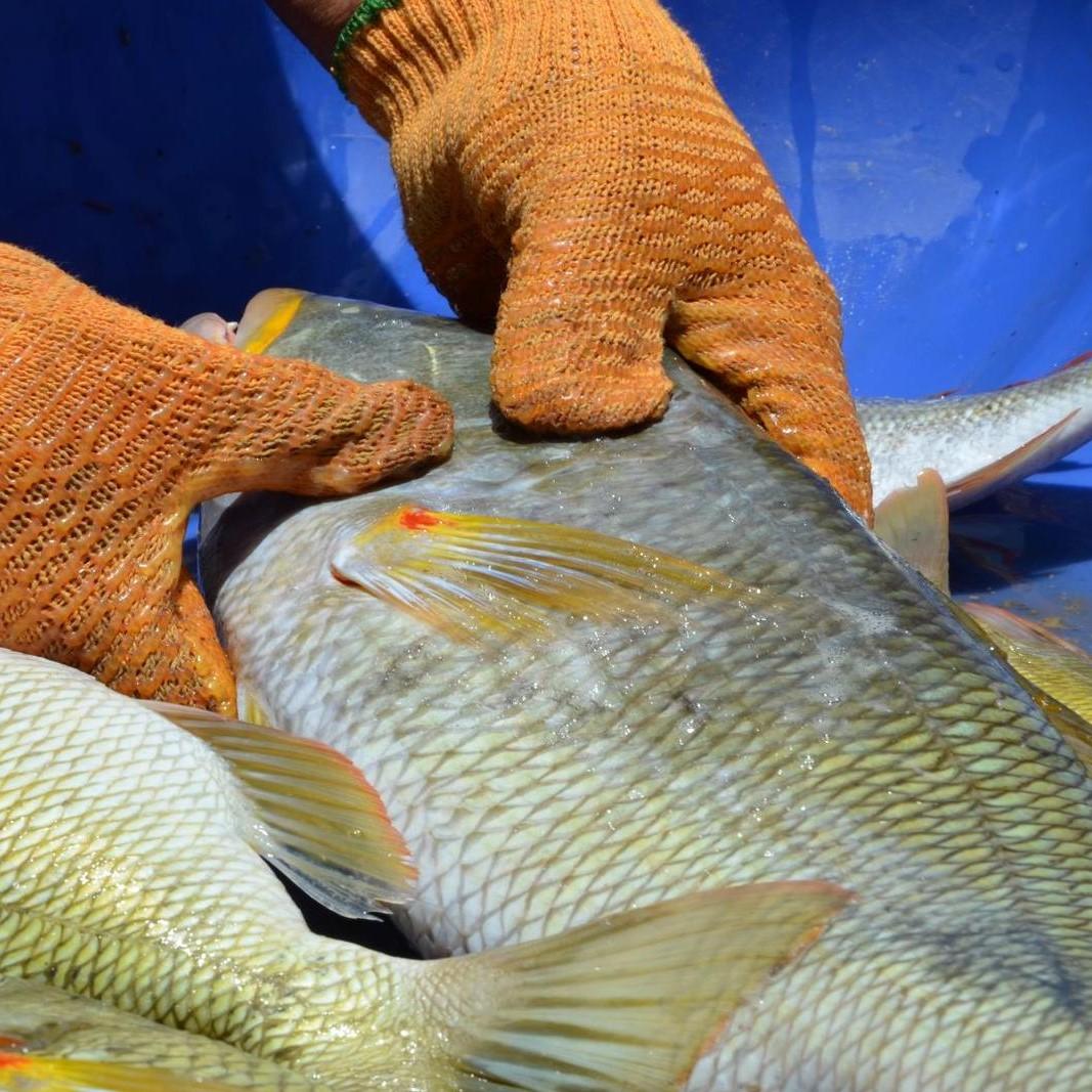 Moindou : le bossu doré, roi de la fête. | Agriconnect