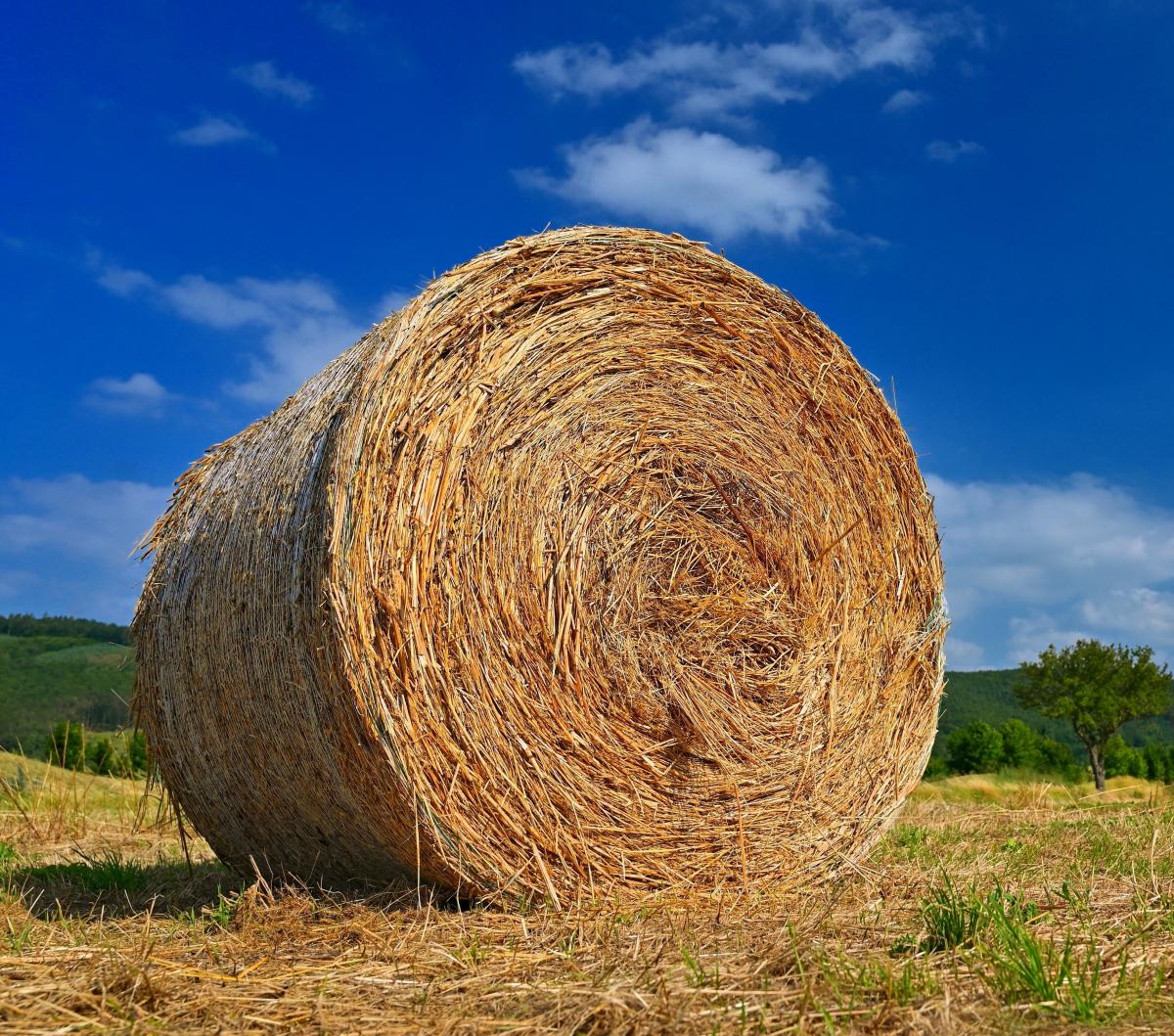 Ouverture de la campagne "Plan Foin" 2023 | Agriconnect