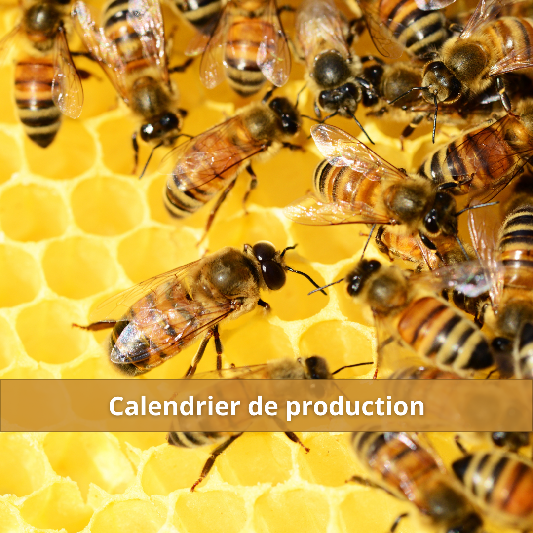 Apiculture : Calendrier de production 2023/2024 | Agriconnect