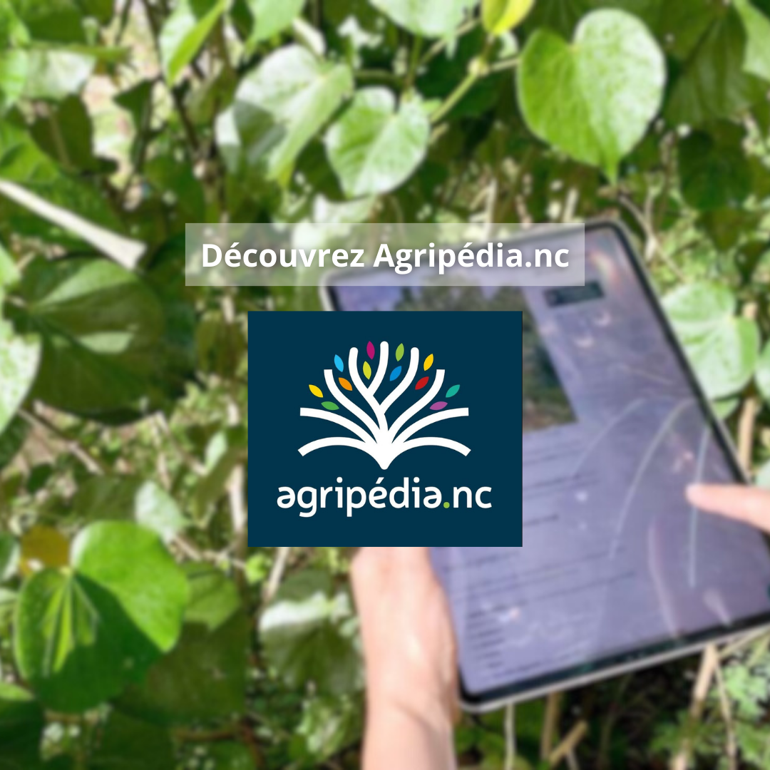 Agripédia.nc | Agriconnect