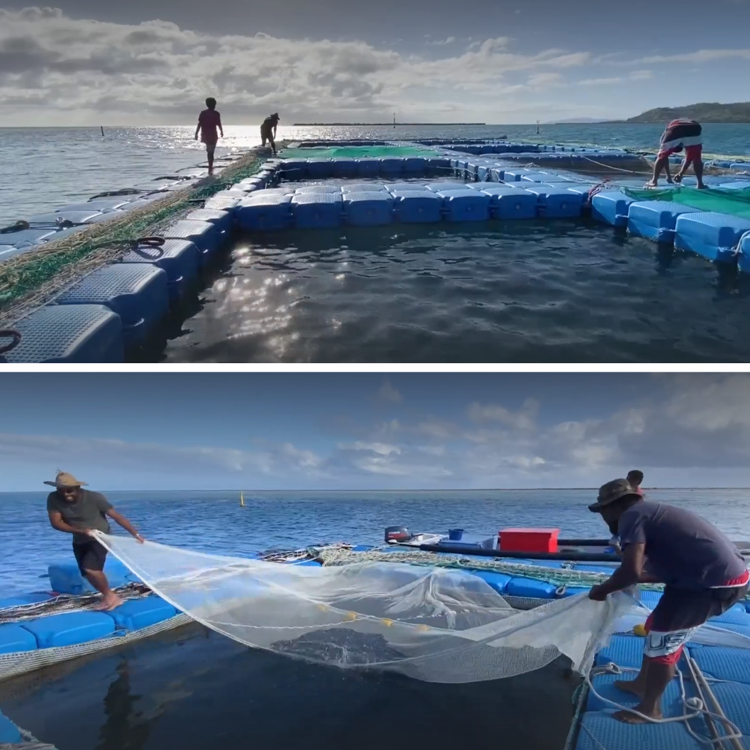 Élevage de picots à Touho | Agriconnect