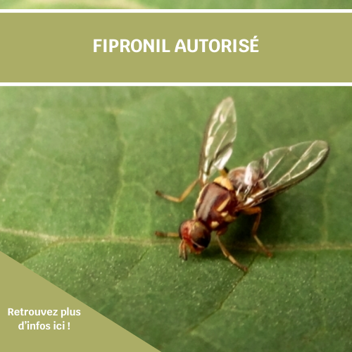 Fipronil autorisé contre les mouches des fruits | Agriconnect